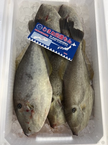 ウスバハギ5入約2.5kg(定置) | UUUO(ウーオ)