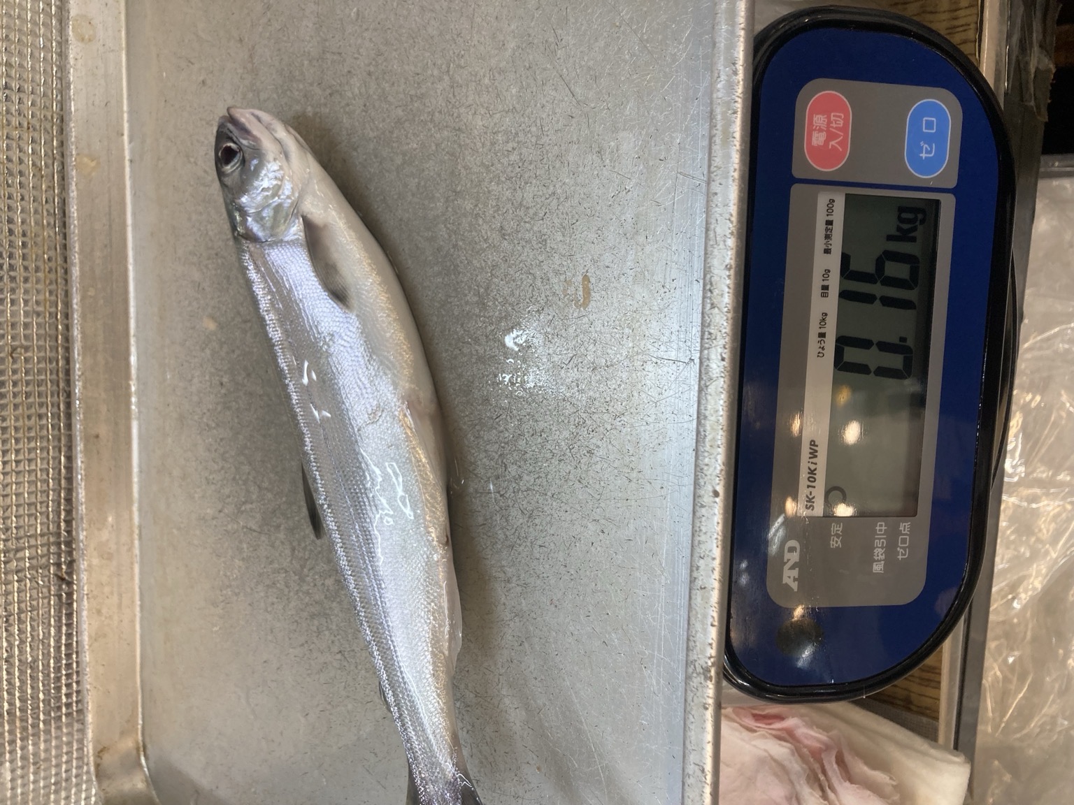 ヒメマス150g前後10入約1.5kg(沿岸) | UUUO(ウーオ)