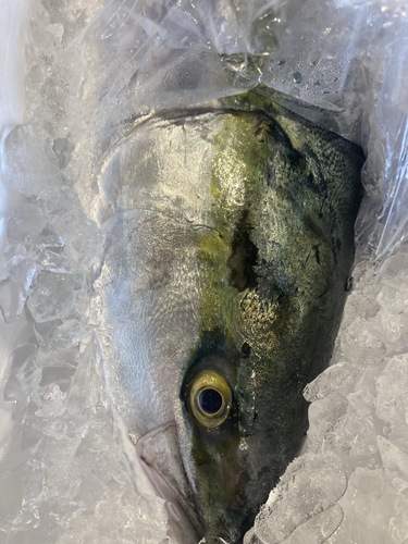 ブリ1尾5-6k台2入約11.5kg | UUUO(ウーオ)