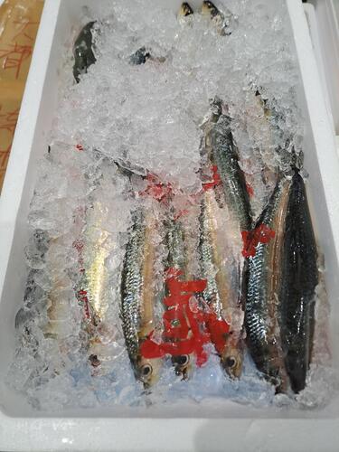 コノシロ18/20入約3.5kg | UUUO(ウーオ)